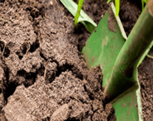Soil Quality Monitoring | Water Care Services Pakistan